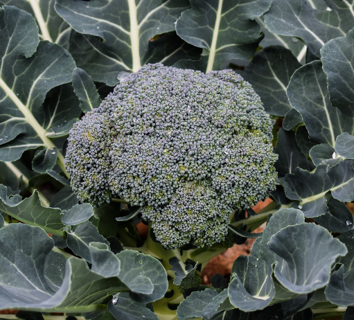 Broccoli – Homestead Heart