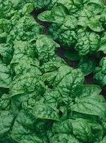 Spinach – Homestead Heart