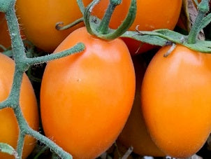 Orange Roma Tomato – Homestead Heart